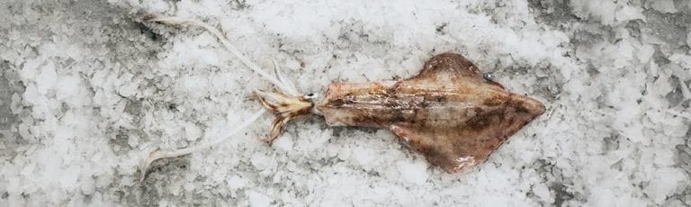 Our Fish - Brixham Fish Market - Trawler Agents