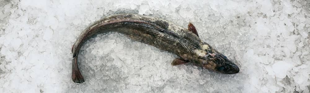 Our Fish - Brixham Fish Market - Trawler Agents